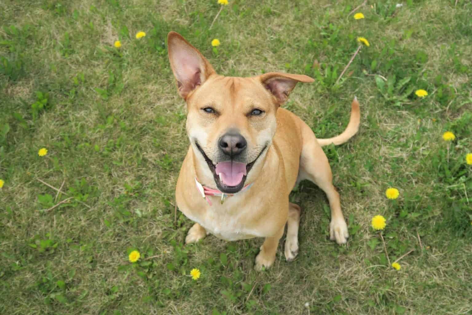 All About Puerto Rican Sato Street Dog Rescue - Om Shanti Pups