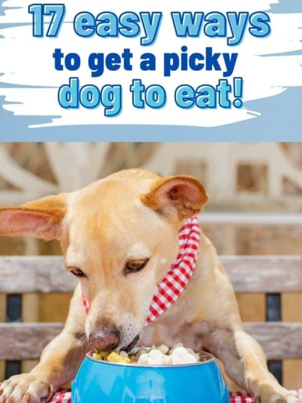 17 Easy Ways To Get A Picky Dog To Eat - Om Shanti Pups