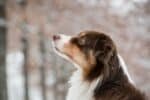 The Ultimate Guide to Choosing The Best Humidifier For Your Dog - Om ...