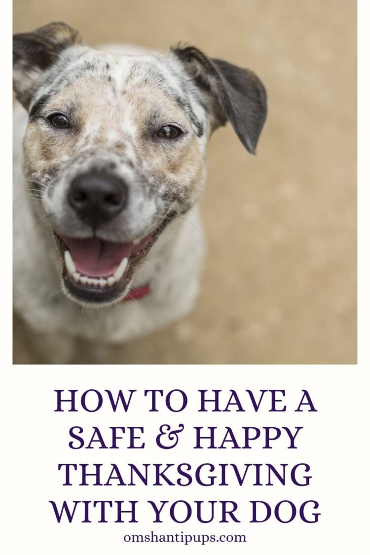 How To Have A Safe & Happy Thanksgiving With Your Dog - Om Shanti Pups