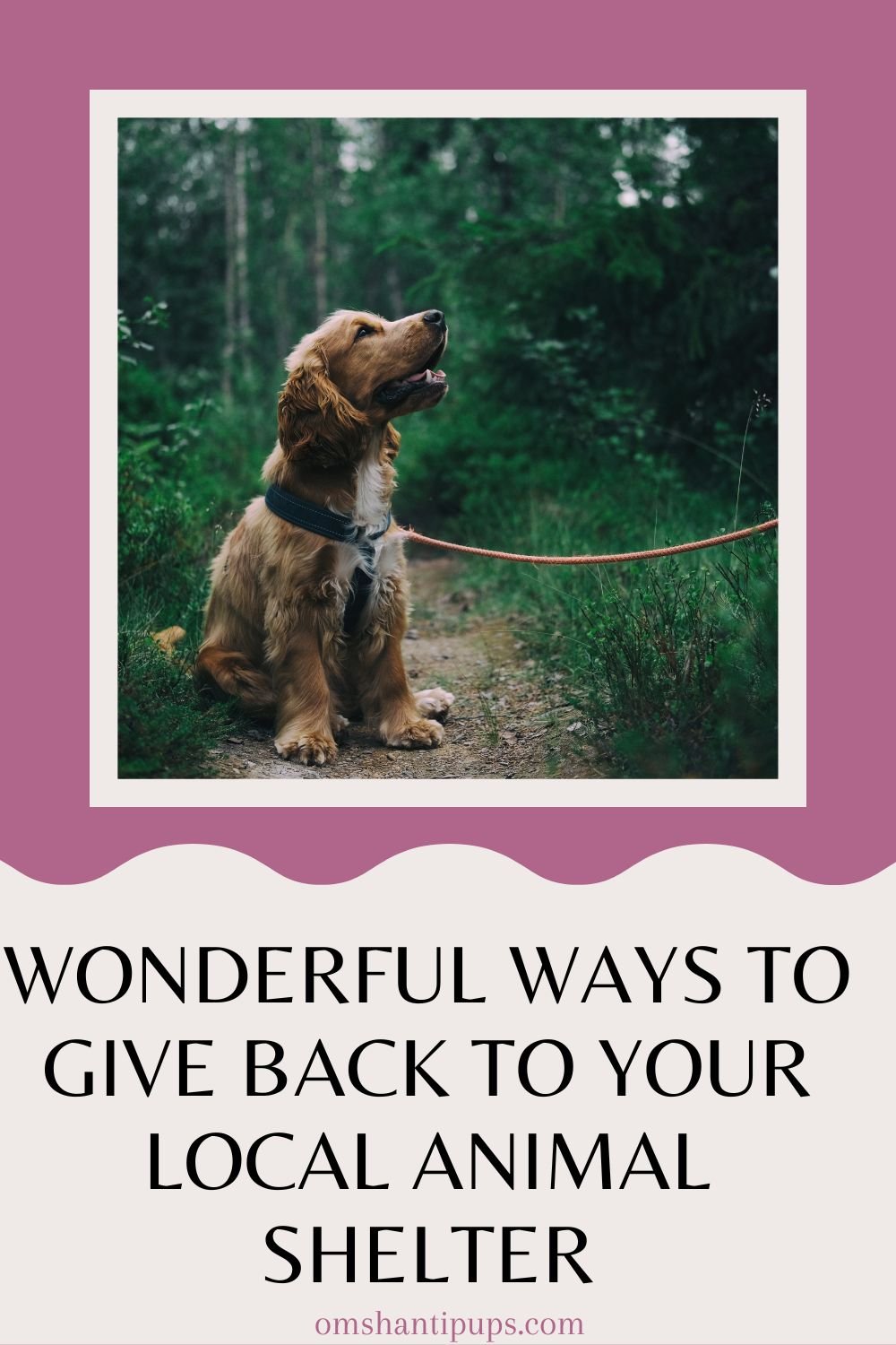 7 Wonderful Ways To Give Back To Your Local Animal Shelter - Om Shanti Pups
